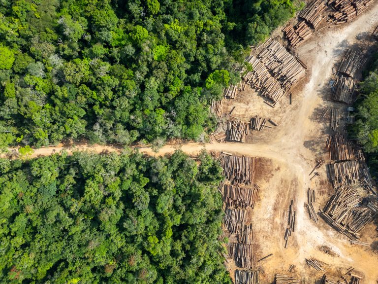 Verschiebung und Entbürokratisierung der EUDR | Etiketten-Labels